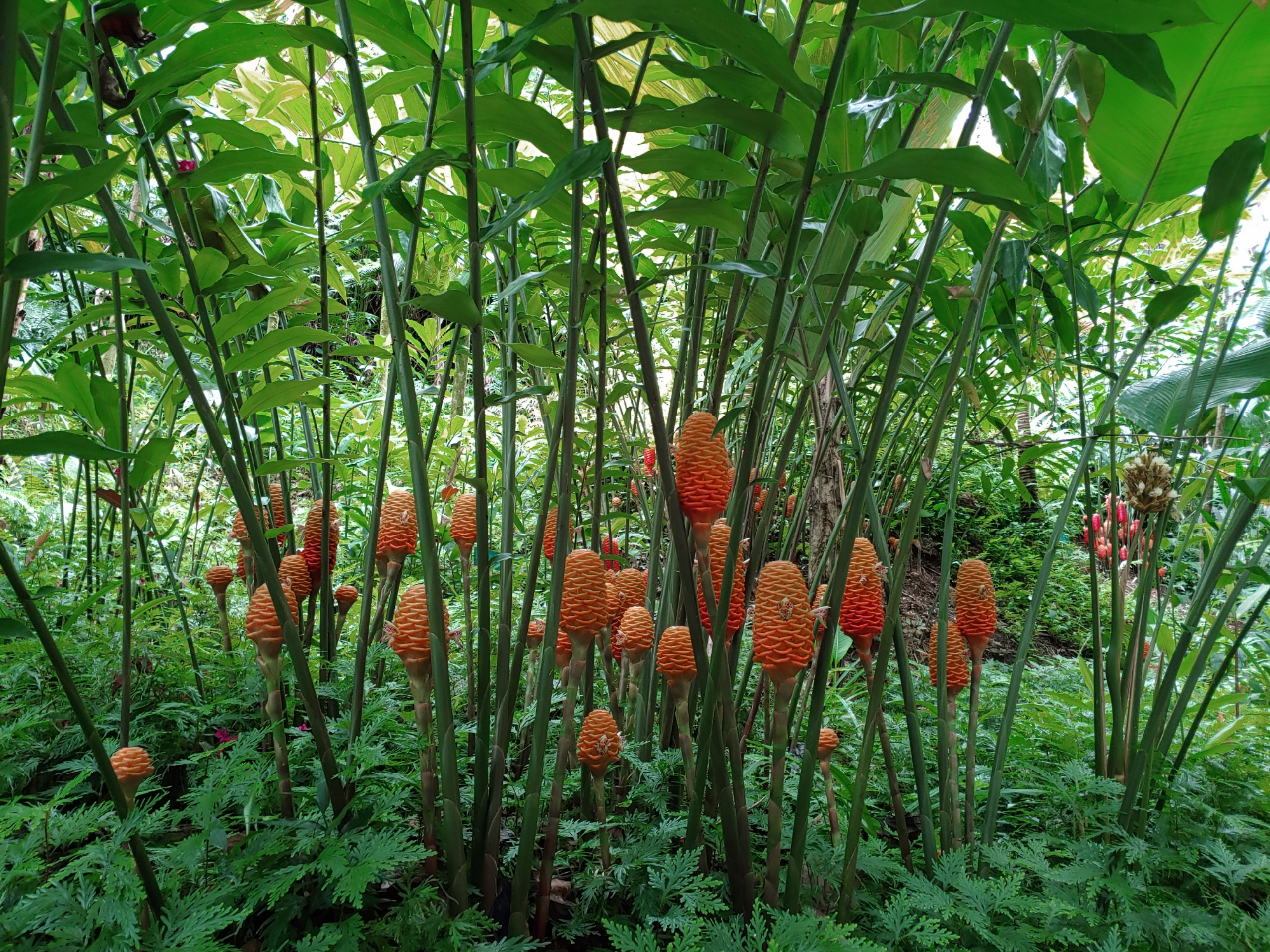 Why I Ignore All Studies - Tynan.com